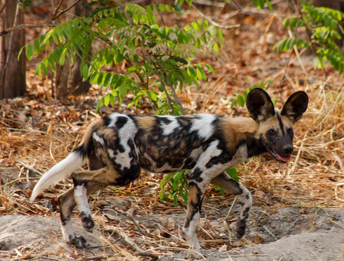 Exploring the misunderstood painted wolf - Africa Geographic