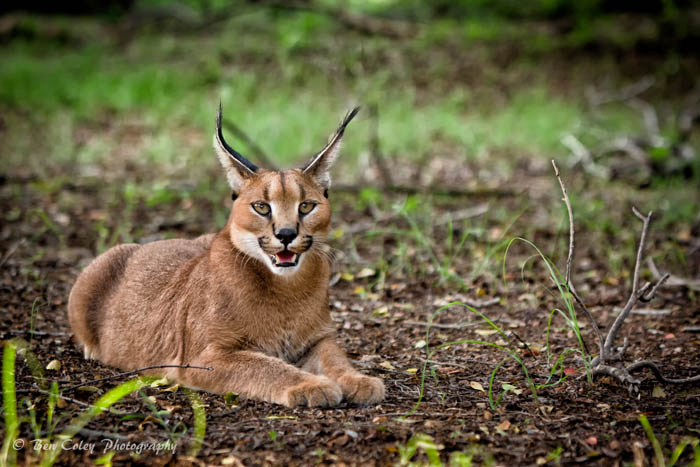 Back to the Wild - A caracal finds a new home - Africa Geographic