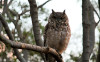 Build your own owl box! - Africa Geographic