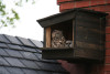 Build your own owl box! - Africa Geographic