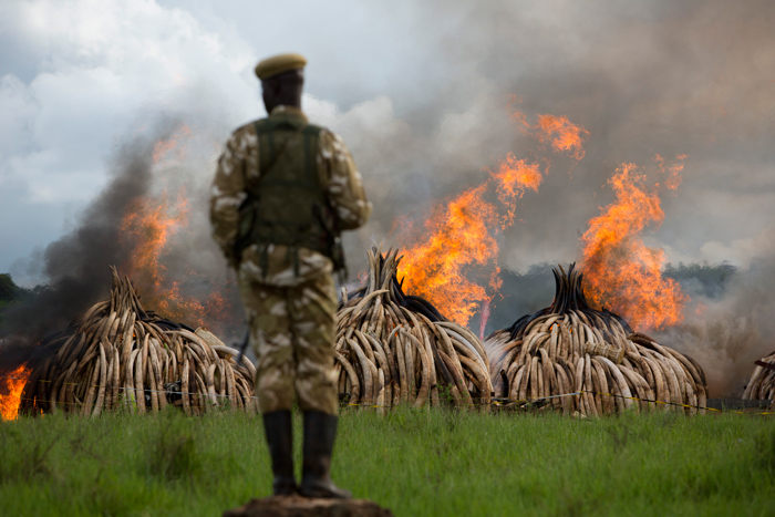 ivory-burn-nairobi-ifaw - Africa Geographic