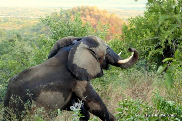Wounded elephant limps to a local lodge for help - Africa Geographic