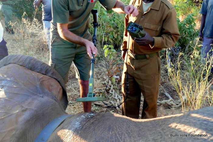Wounded elephant limps to a local lodge for help - Africa Geographic