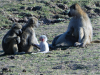 Watch: A baby snow-white baboon - Africa Geographic