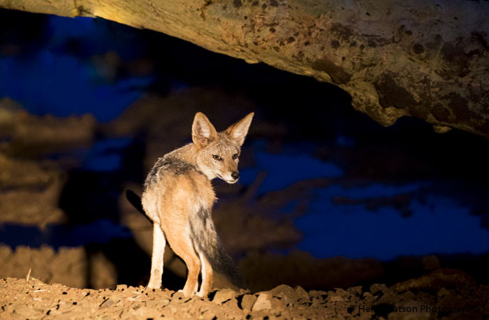 Having sundowners with the jackals - Africa Geographic