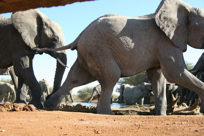 Up close with animals in an underground hide - Africa Geographic