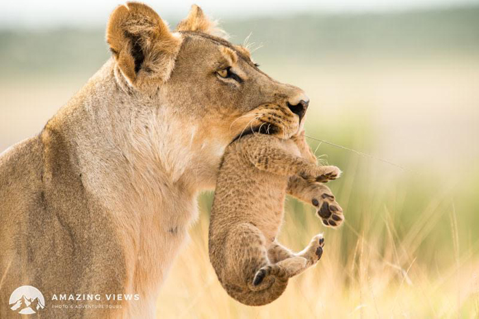 lion cub - Africa Geographic