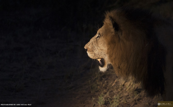 Following lions into the night - Africa Geographic