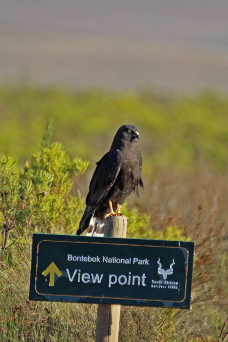 black-harrier - Africa Geographic