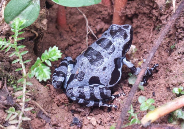 Africa Geographic team finds new location for previously ‘extinct’ frog ...