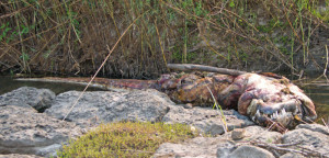 Poaching along the Okavango River - Africa Geographic