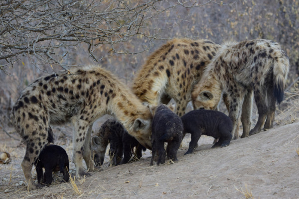 The antics of adorable hyena cubs - Africa Geographic