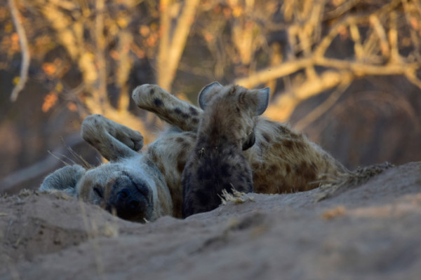 The antics of adorable hyena cubs - Africa Geographic