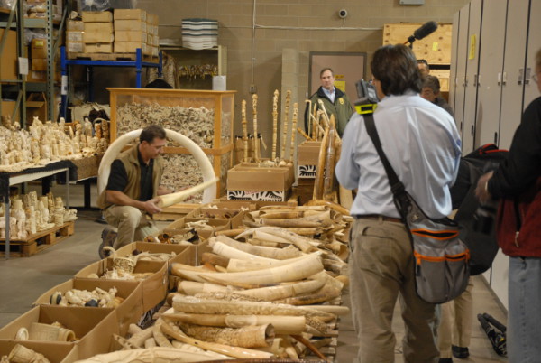 Vietnam's booming ivory market - Africa Geographic