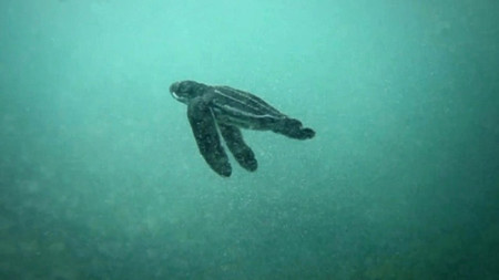 A prehistoric giant of the oceans – the leatherback turtle - Africa ...