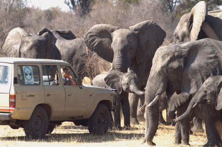 Book Review: Elephant Dawn by Sharon Pincott - Africa Geographic