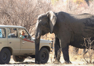Book Review: Elephant Dawn by Sharon Pincott - Africa Geographic