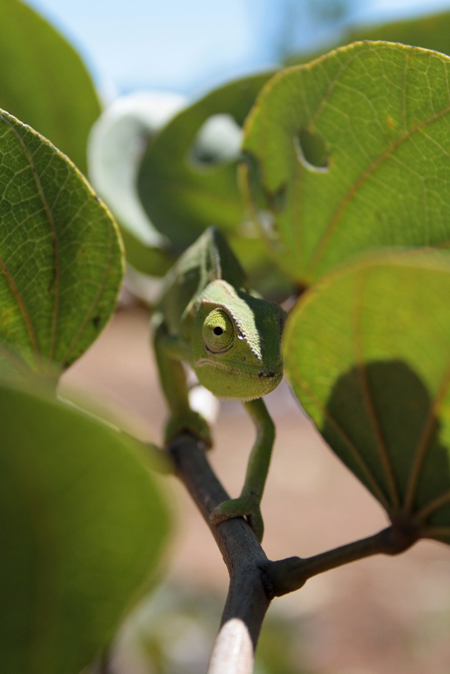 chameleon-in-tree - Africa Geographic