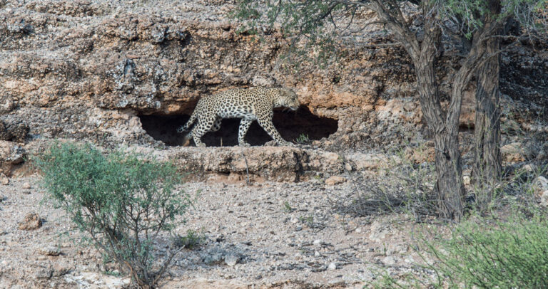 Leopards: The Cats of the Shadows - Africa Geographic