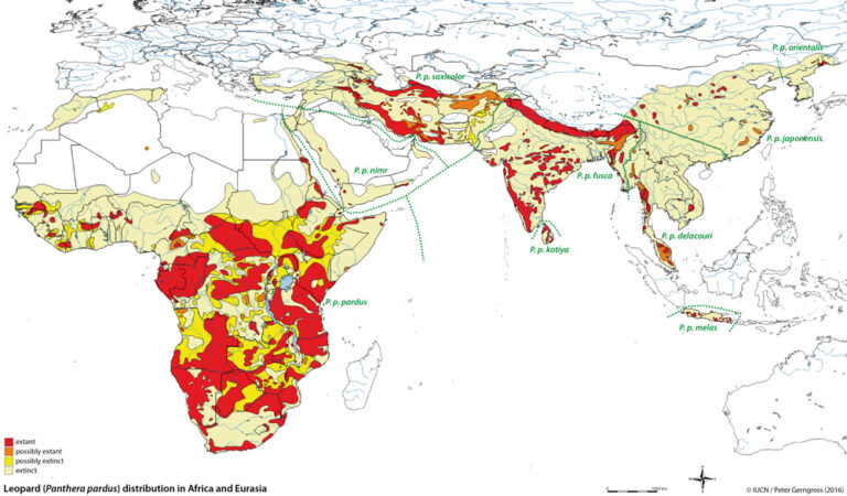 Leopards: The Cats of the Shadows - Africa Geographic