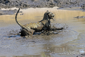 A Savuti fishing leopard in action - Africa Geographic