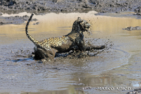 A Savuti fishing leopard in action - Africa Geographic