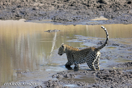 A Savuti fishing leopard in action - Africa Geographic