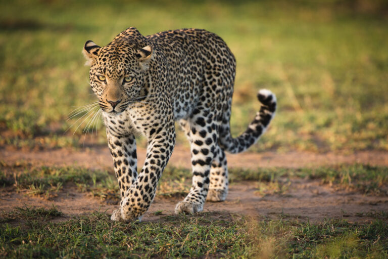 Leopards: The Cats of the Shadows - Africa Geographic