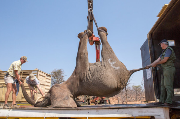 Behind the scenes of an elephant relocation - Africa Geographic
