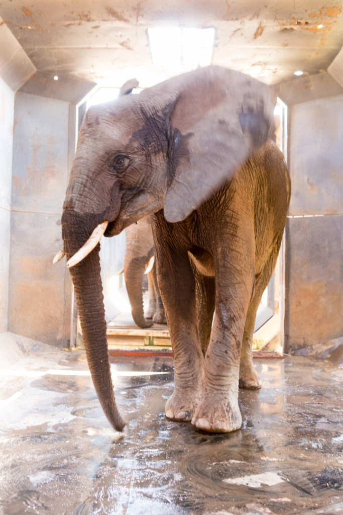 An elephant family finds a new home - Africa Geographic