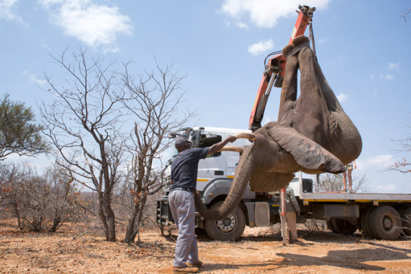 Behind the scenes of an elephant relocation - Africa Geographic