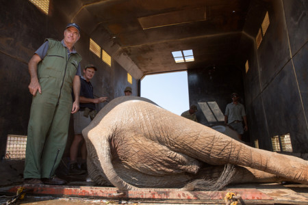Behind the scenes of an elephant relocation - Africa Geographic