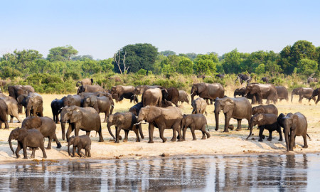 CITES votes against strongest protection for elephants - Africa Geographic