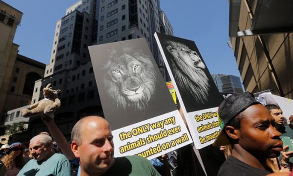 Countries fail to agree on complete ban to protect African lions from ...