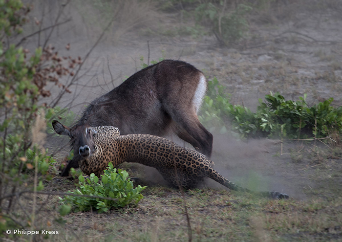 An epic tussle between leopard and waterbuck - Africa Geographic