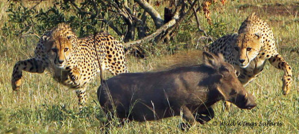 Which are Africa’s Most Successful Predators? - Africa Geographic