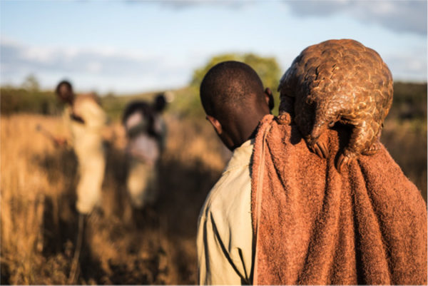 A closer look at pangolins and the pangolin men - Africa Geographic