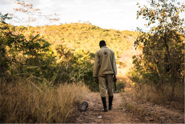 A closer look at pangolins and the pangolin men - Africa Geographic