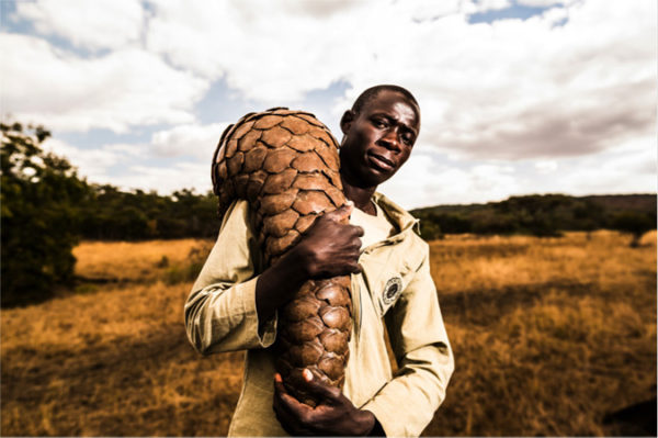 A closer look at pangolins and the pangolin men - Africa Geographic