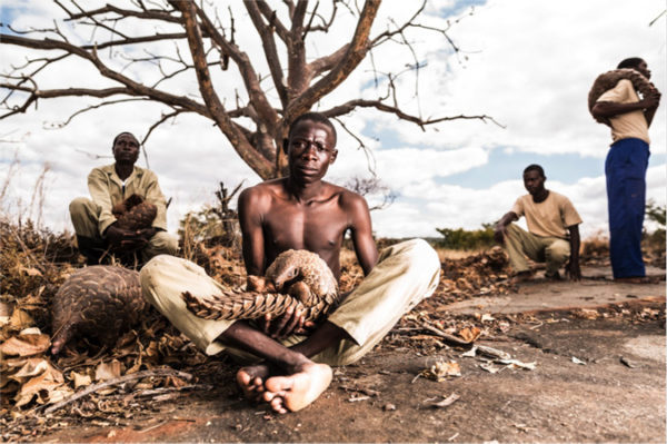 A closer look at pangolins and the pangolin men - Africa Geographic