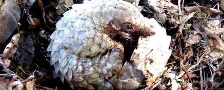 Protecting pangolins with the Tikki Hywood Trust - Africa Geographic