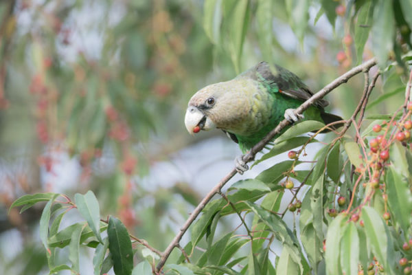 Finding Africa’s rarest parrot - Cape Parrots in Magoebaskloof - Africa ...