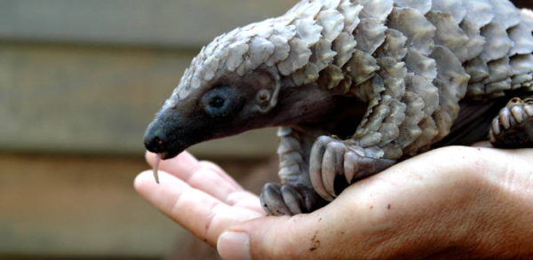 Protecting pangolins with the Tikki Hywood Trust - Africa Geographic