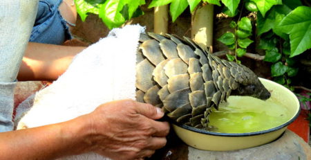 Protecting pangolins with the Tikki Hywood Trust - Africa Geographic