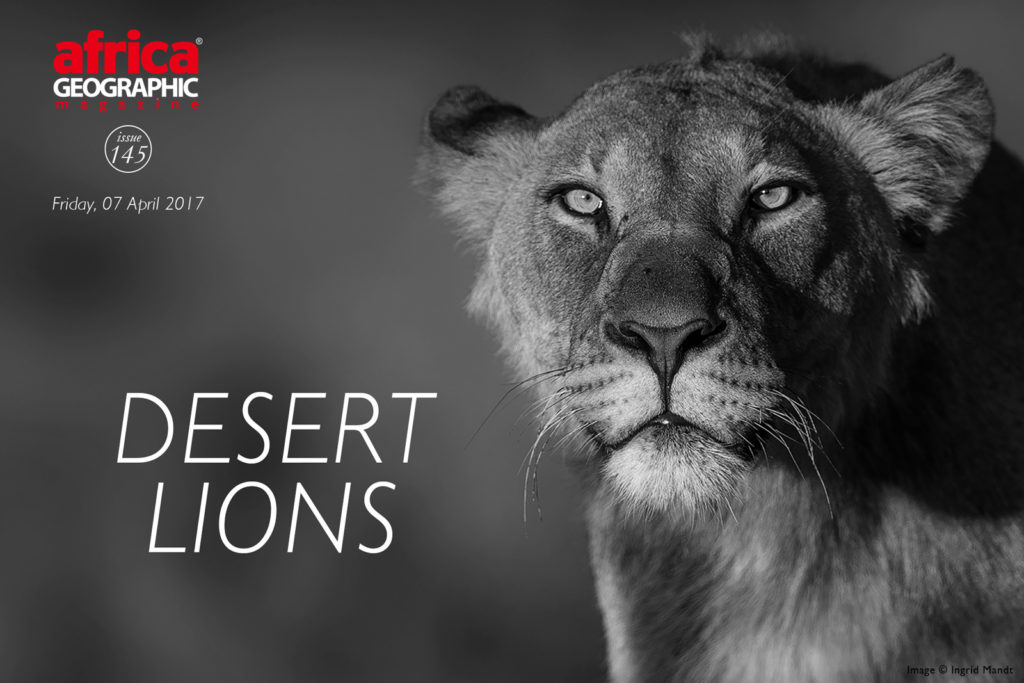 Namibia's desert-adapted lions - Africa Geographic