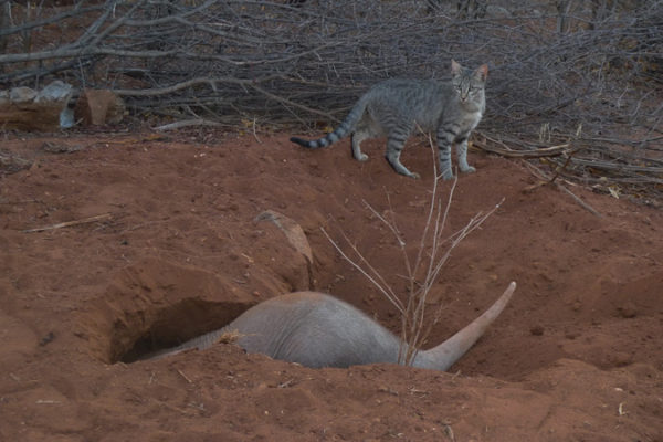 ET the aardvark goes home - Africa Geographic