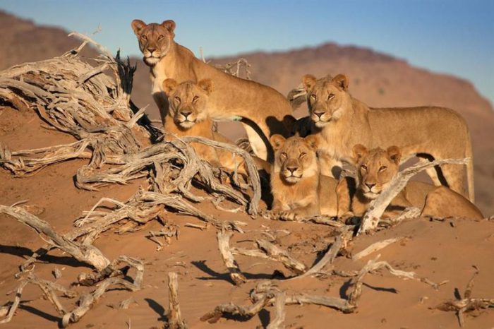 R.I.P Tullamore - the last lion of the 5 Musketeers - Africa Geographic