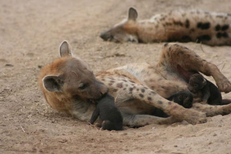 Hyena cub births: the good, the bad & the gory - Africa Geographic