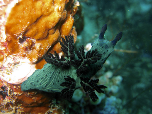 The wonderful world of nudibranchs - Africa Geographic