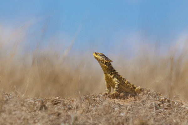 Dragon-like sungazer lizard in danger - Africa Geographic